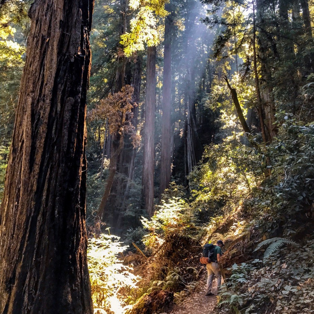 Backpacking Big Basin Redwoods State Park- The North Rim Loop – TYPE 1 ...